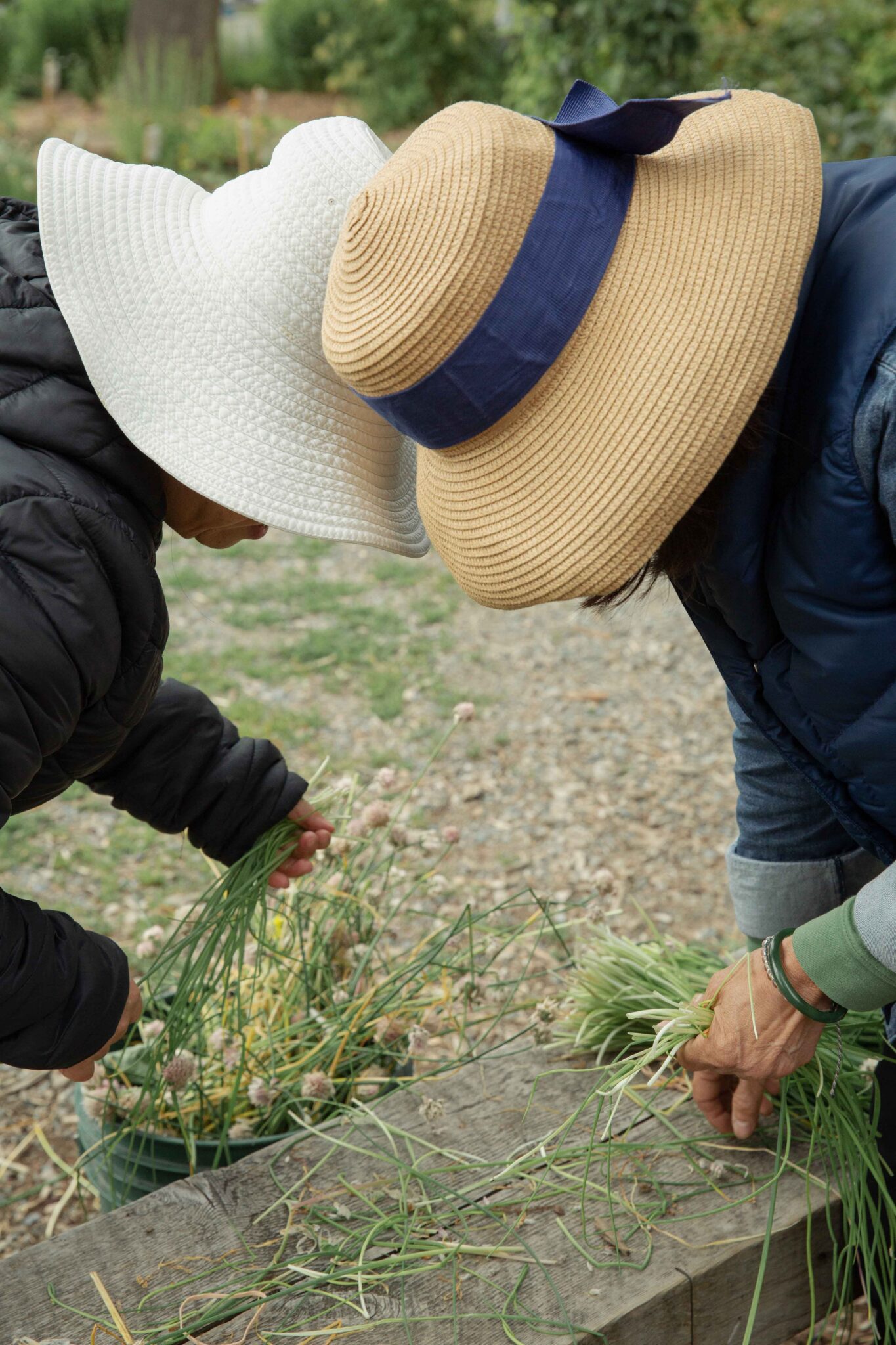 Food Hub – Little Mountain Neighbourhood House Society